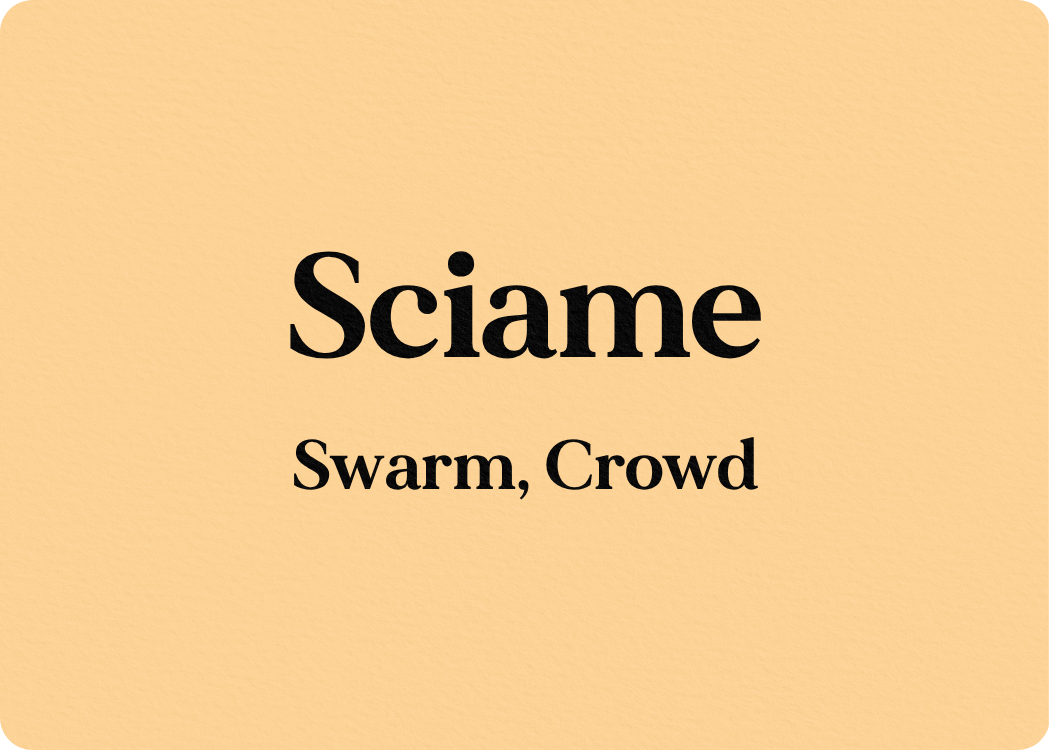 Meaning and definition of Sciame